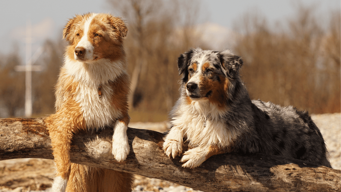 Do Allergen-free Dogs or Hypoallergenic Dog exist? – Allergy Life Australia