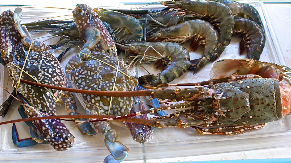 Shellfish Allergy – Allergy Life Australia